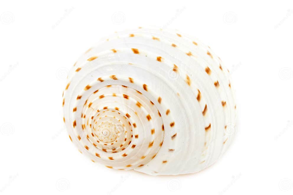 Shell of Tun Snail (Tonna Galea) Isolated Stock Image - Image of ...