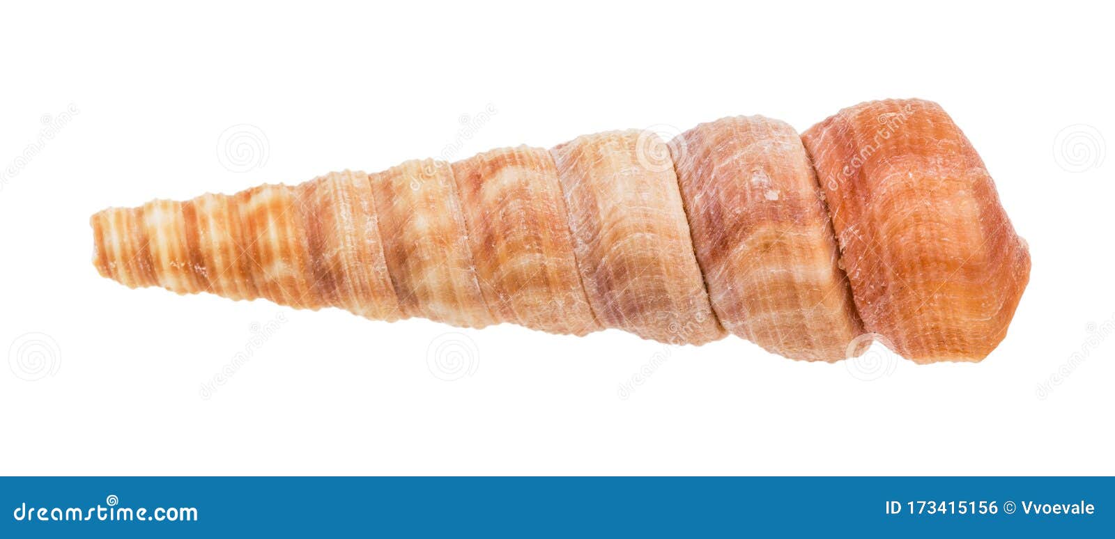 Turritella Gastropod Mollusk Coming Out Of Shell - Sea Shell Background ...