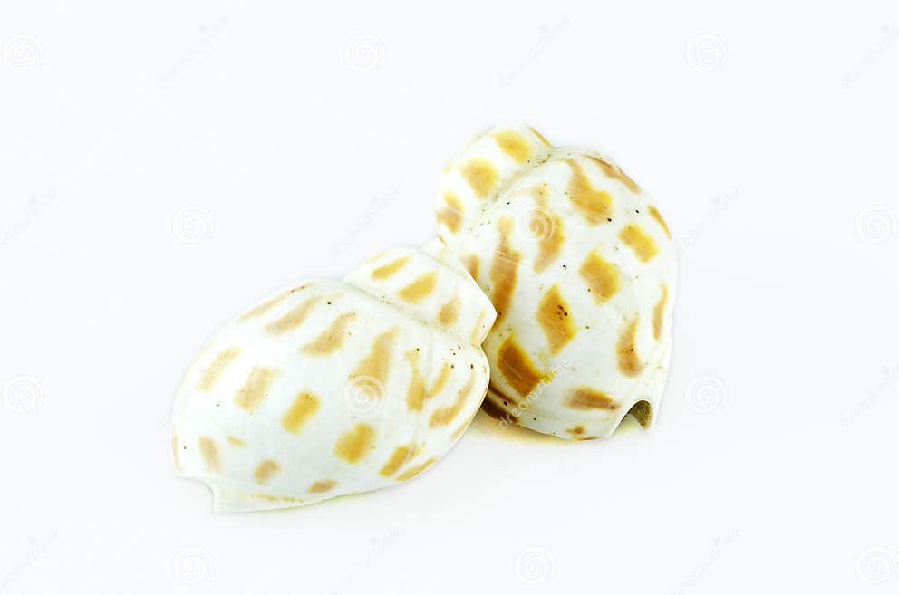 Shell two stock photo. Image of background, ocean, snail - 56836056