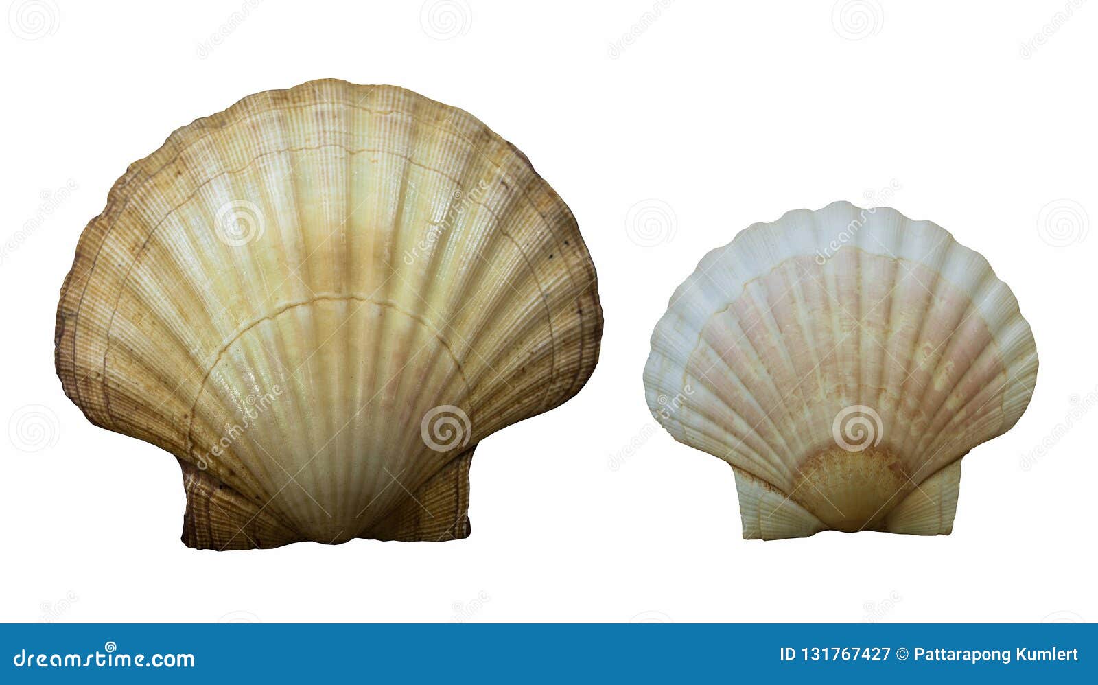 Shell , Two Shell / Isolated White Stock Illustration - Illustration of ...