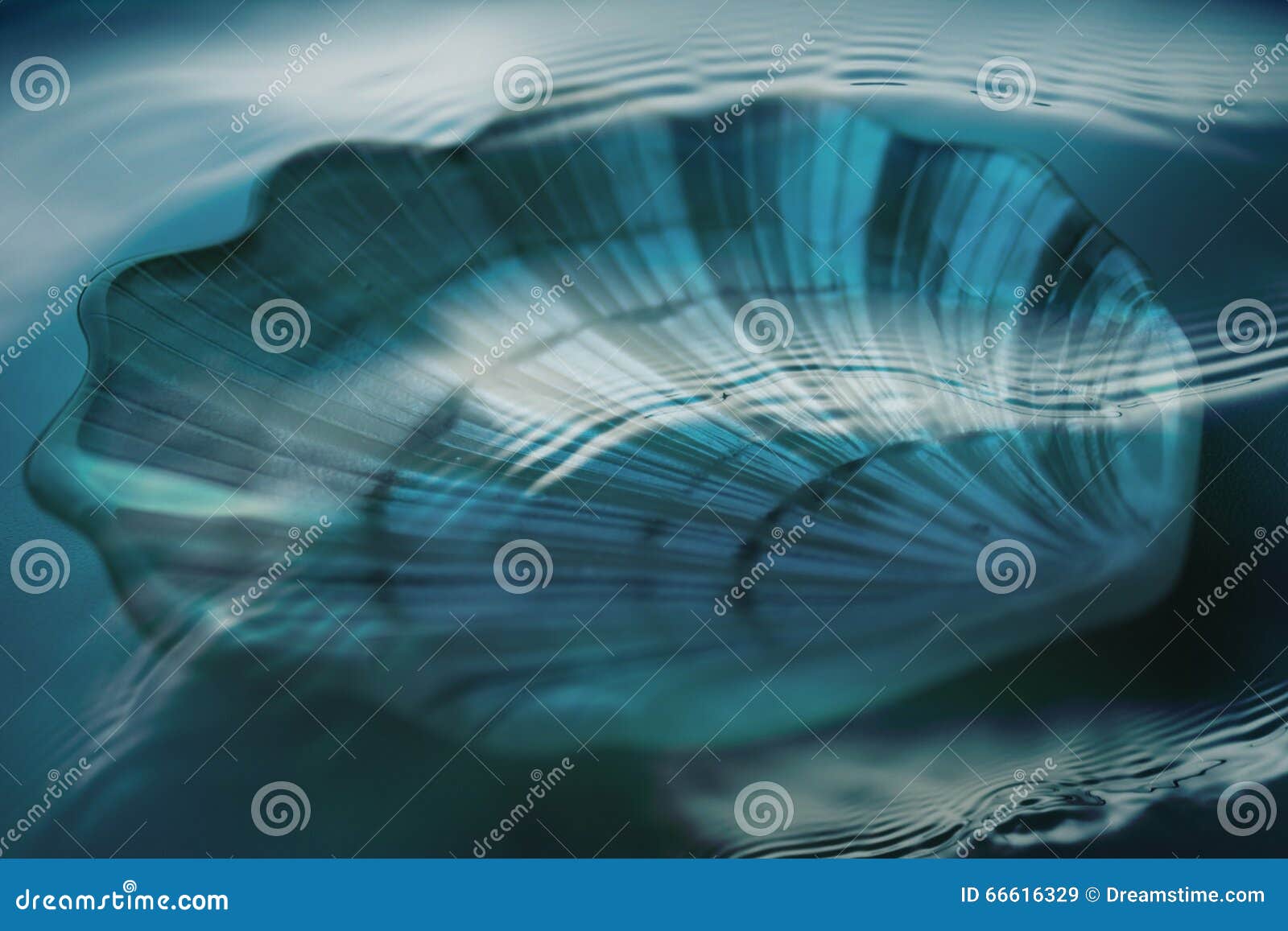 Shell under water stock image. Image of blue, shell, surface - 66616329