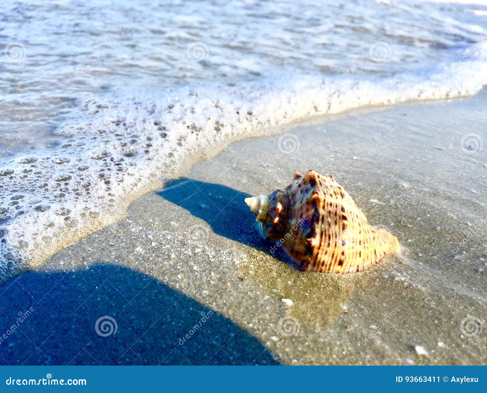 Shell under water stock image. Image of background, marine - 93663411