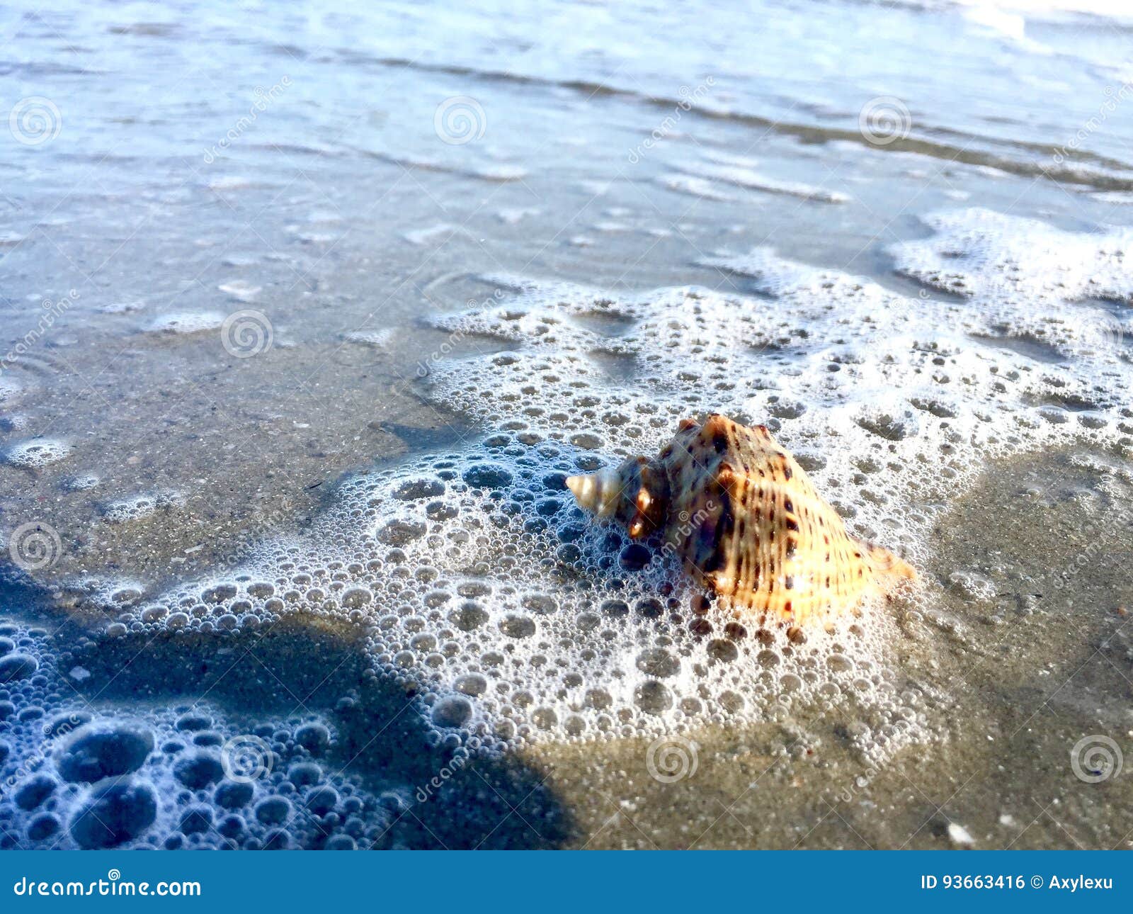 Shell under water stock photo. Image of ocean, lagoon - 93663416