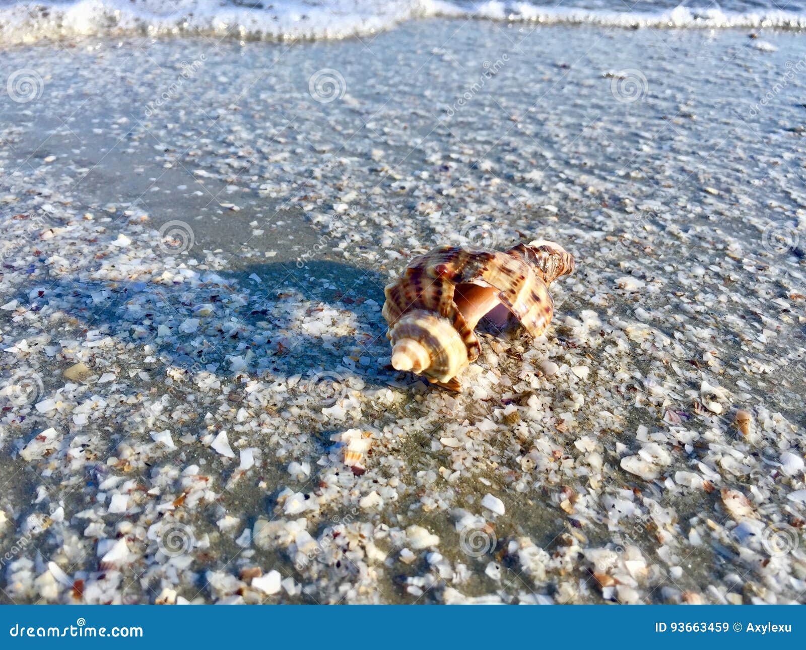 Shell under water stock image. Image of bright, colorful - 93663459