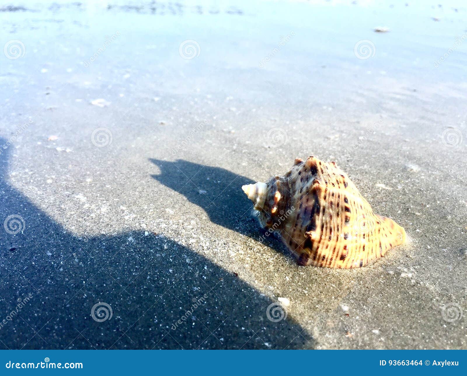 Shell under water stock photo. Image of seashell, pearl - 93663464