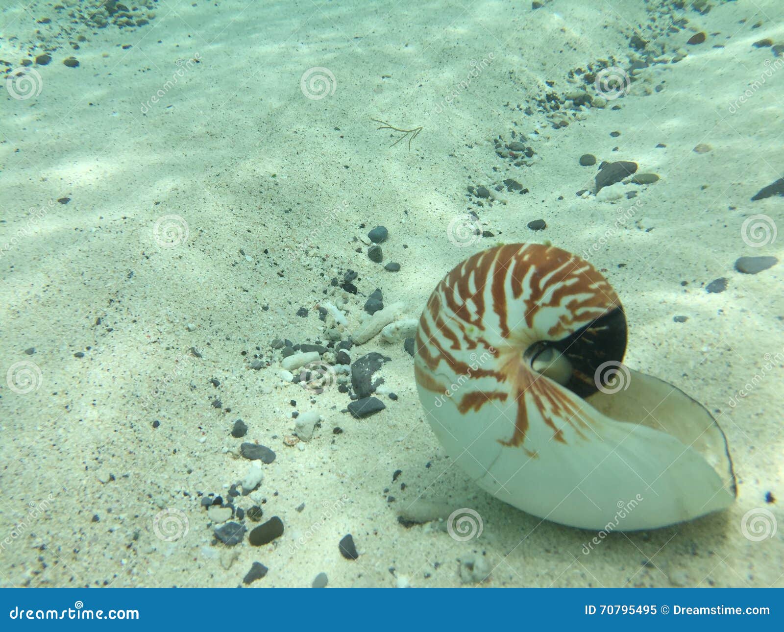 Shell under water stock image. Image of float, peace - 70795495