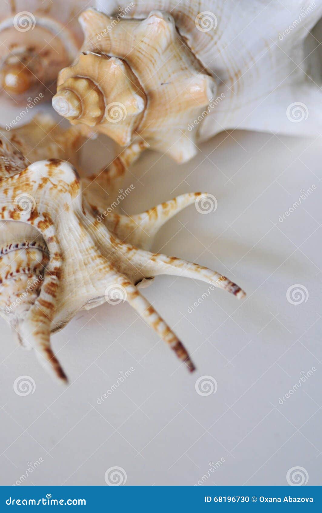 Sea Lobster Bright Seashell Stock Photo - Image of nature, marine: 68196730