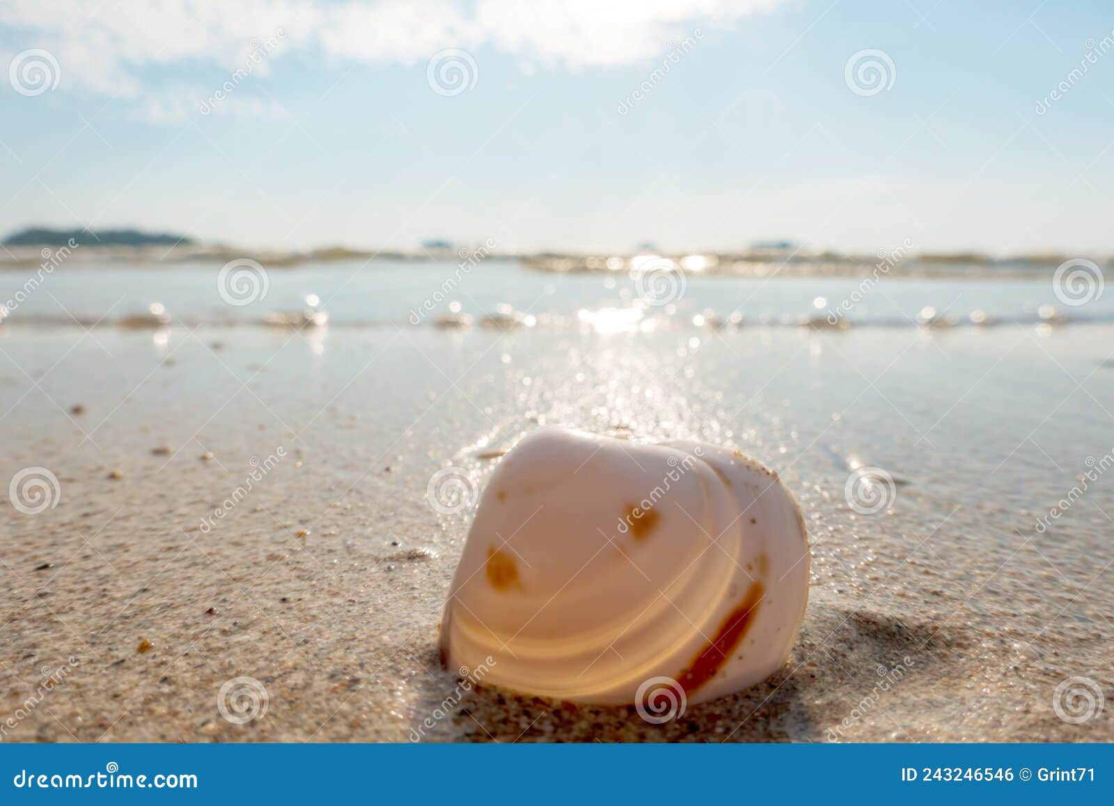 A Shell with an Unusual Natural Pattern, in the Form of a Smiley Face ...