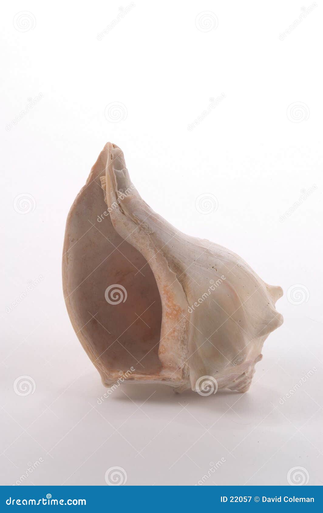 Shell Upended stock image. Image of standing, shell, mollusk - 22057