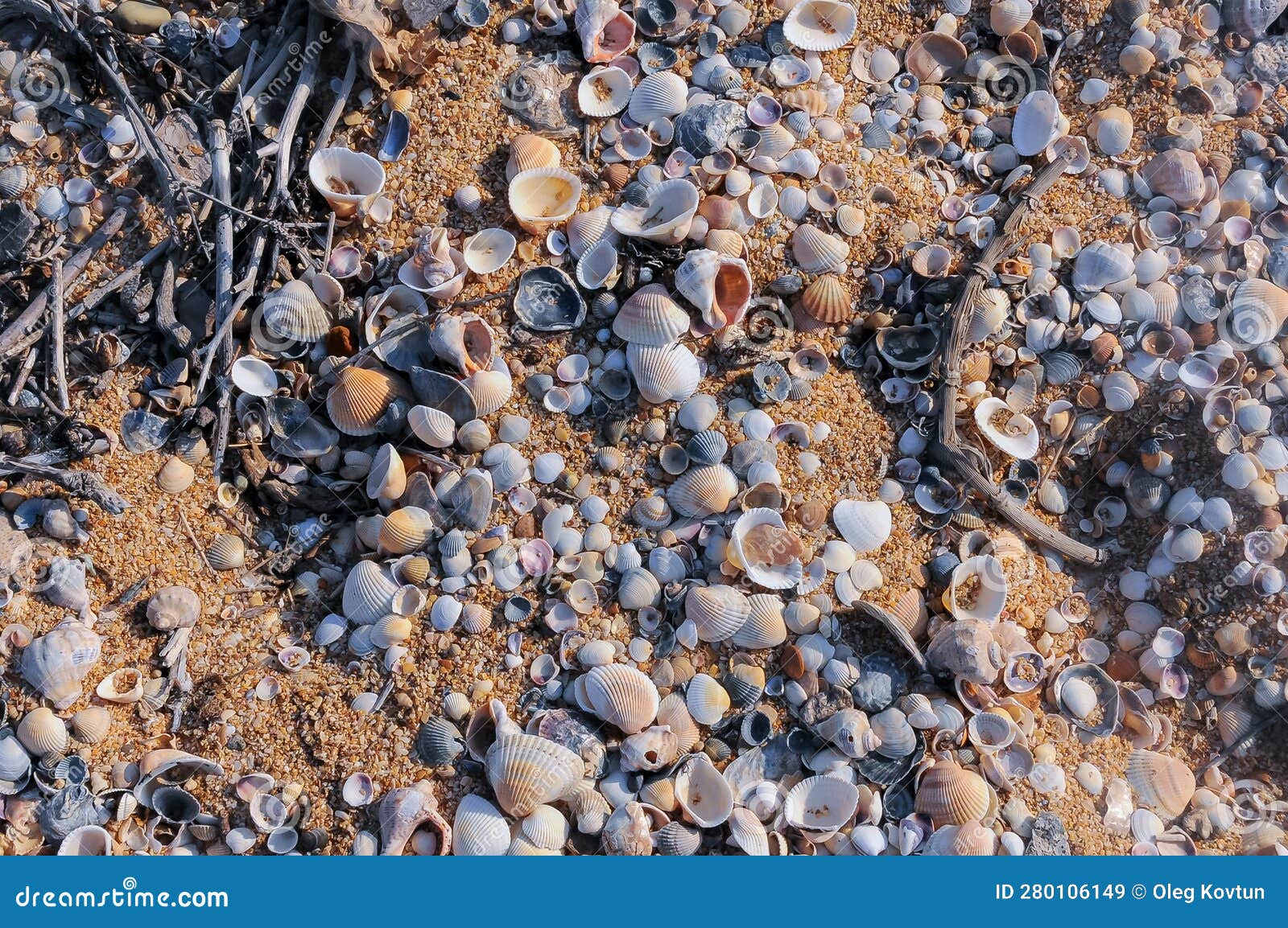 Shell Valves of Bivalve Mollusks in Storm Ejecta on the Black Sea Coast ...