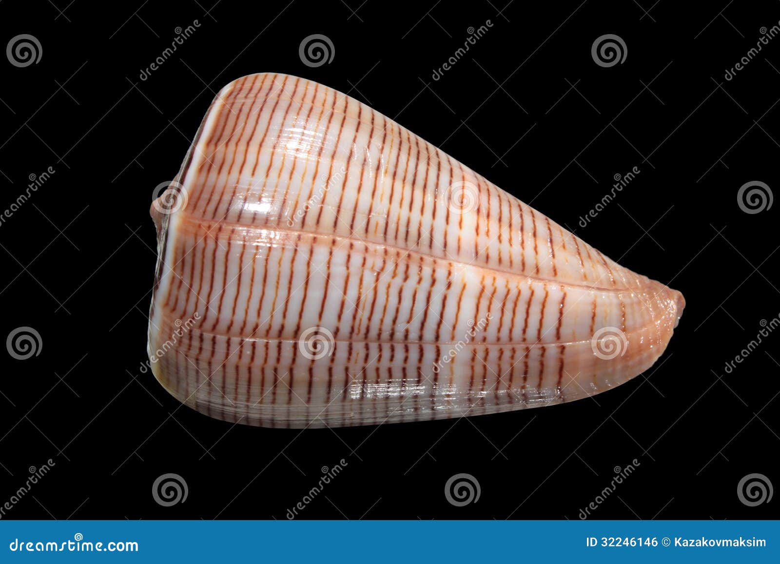 Shell Van Conus Figulinus Op Zwarte Achtergrond Stock Foto - Image of ...