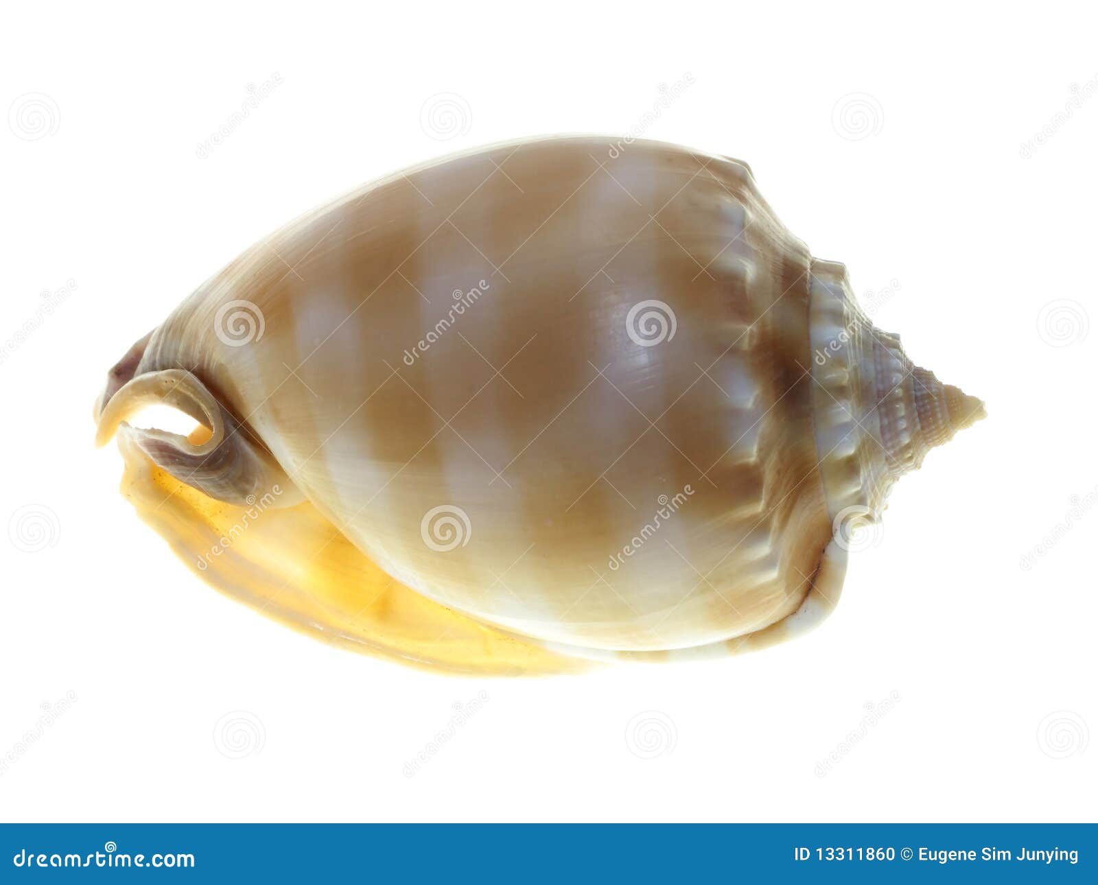 Shell Van De Kroonslak Hoogste Mening Stock Foto - Image of nave ...