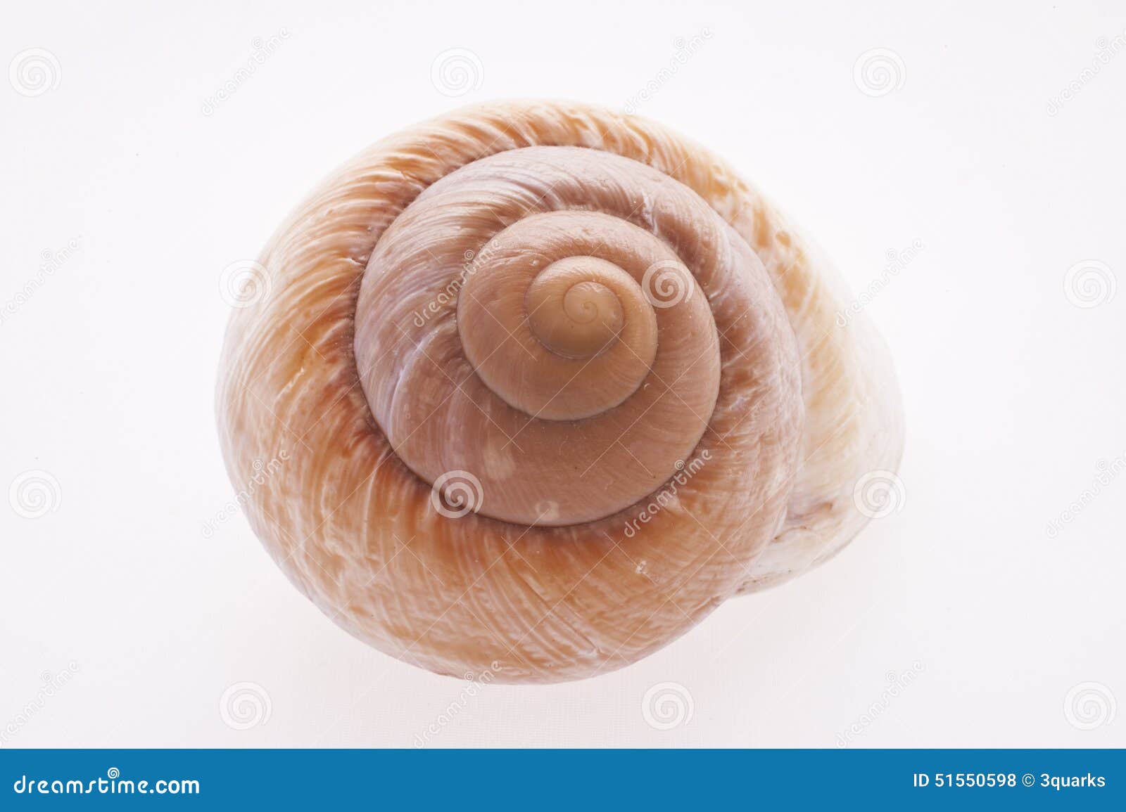 Shell van de slak stock foto. Image of schelp, achtergrond - 51550598