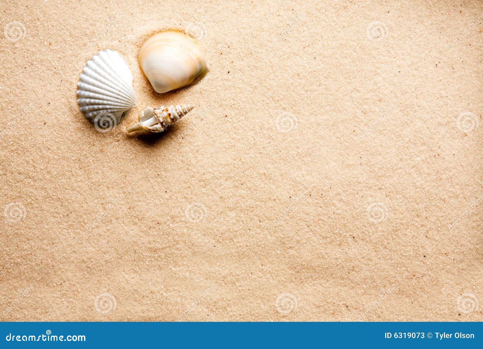 Shell Van Het Zand Achtergrond Stock Afbeelding - Image of zandig ...