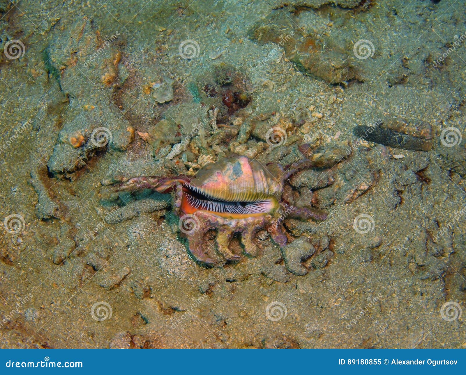 Shell van weekdier stock afbeelding. Afbeelding bestaande uit duik ...