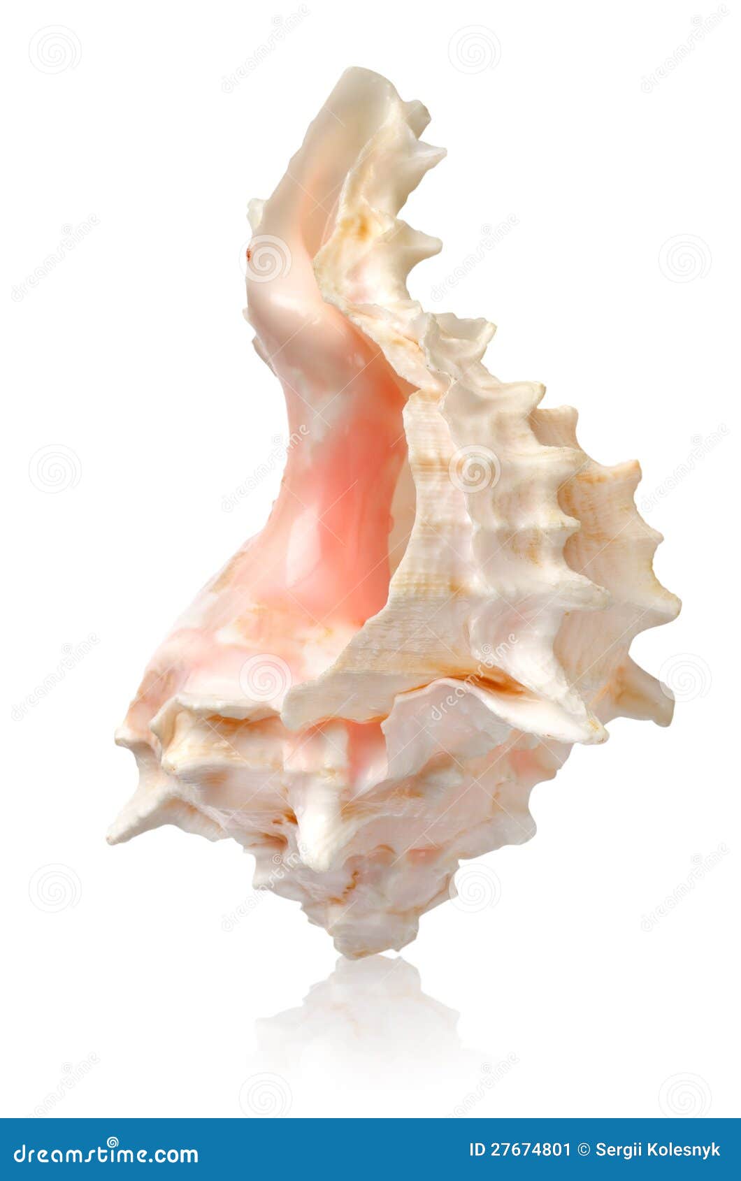 Shell in a Vertical Position Stock Image - Image of beautiful, white ...