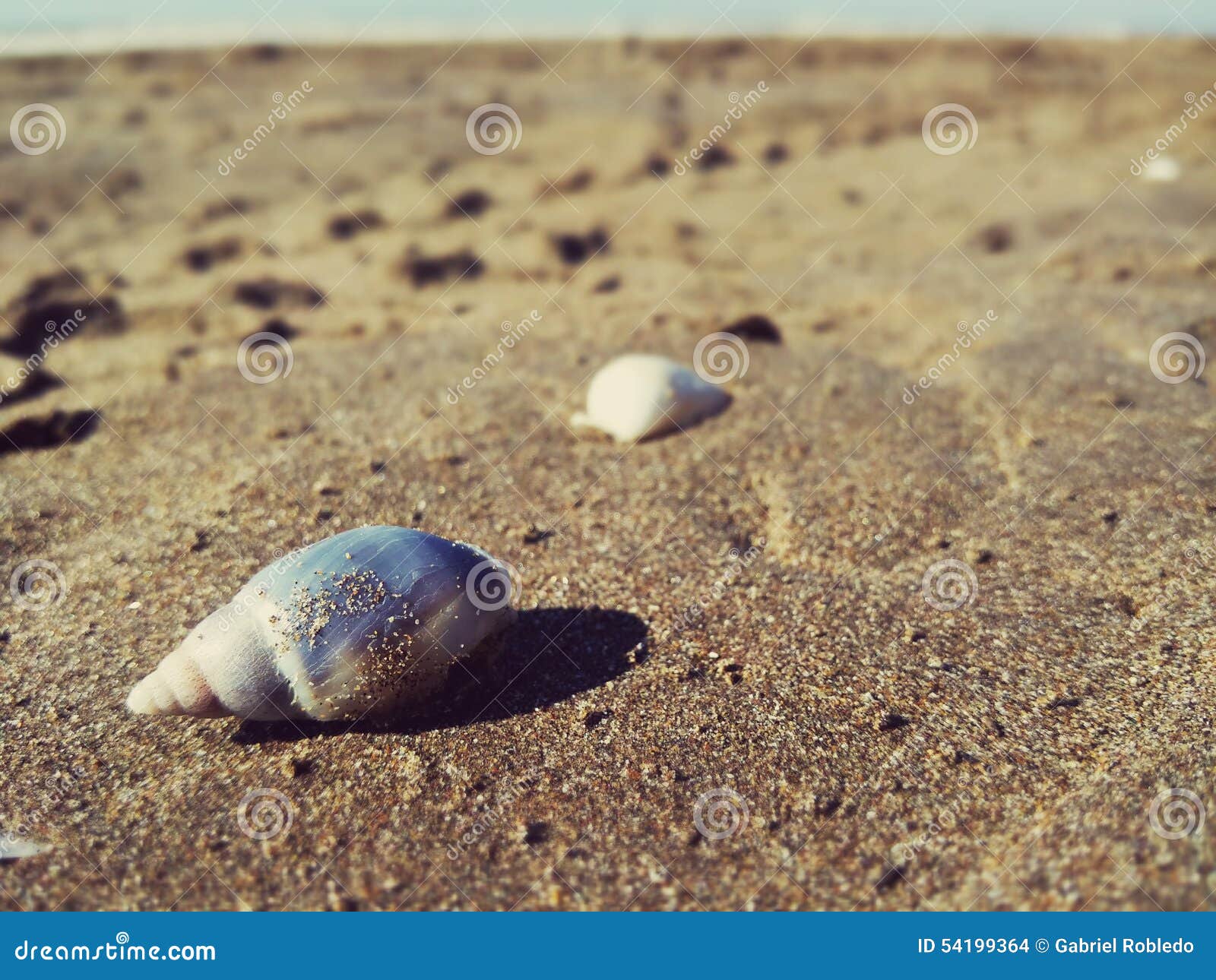 Shell stock photo. Image of violet, seafood, blue, sand - 54199364