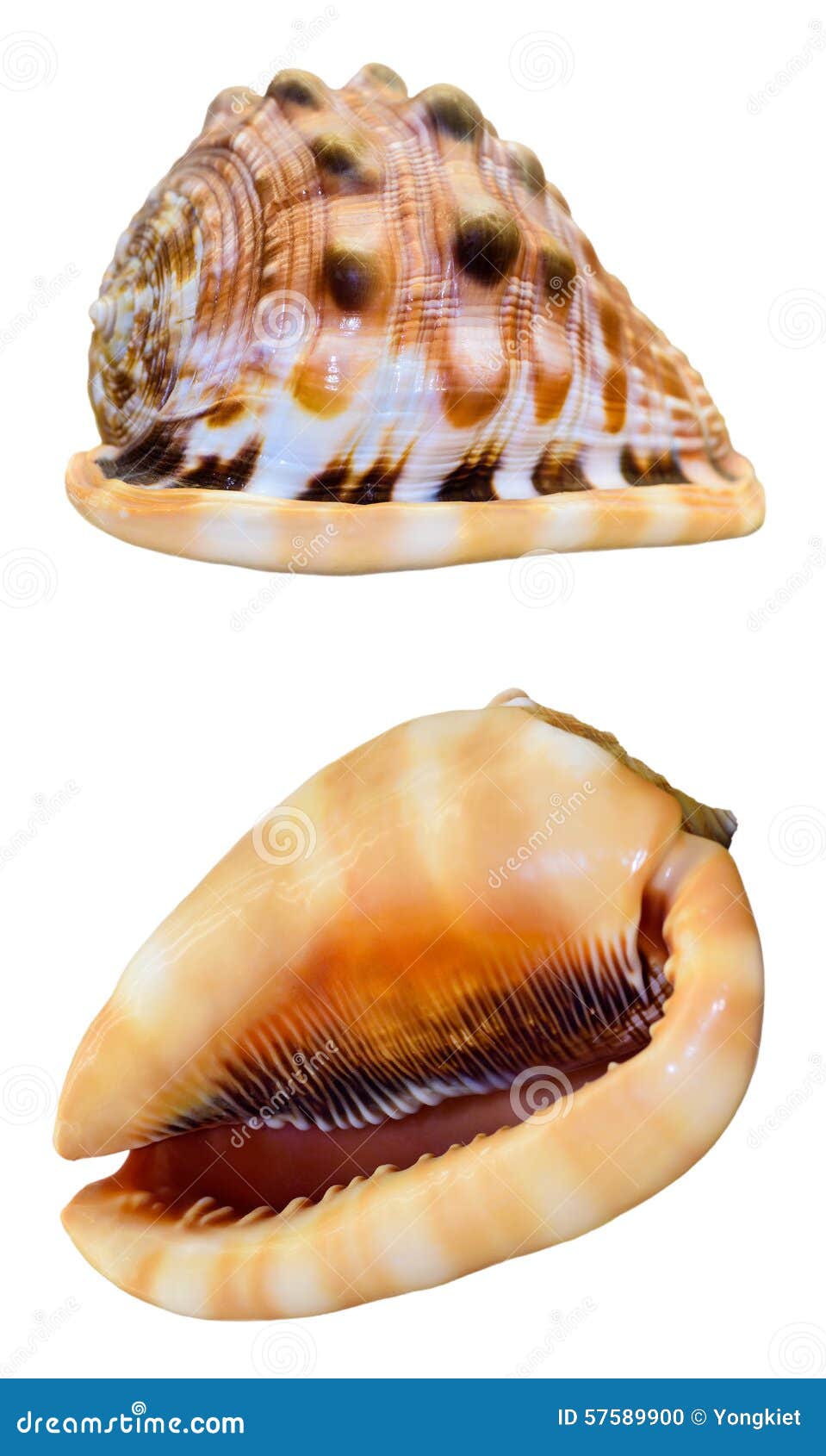 Shell Von Cypraecassis Rufa Oder Von Bullmouth-Sturzhelm Stockfoto ...