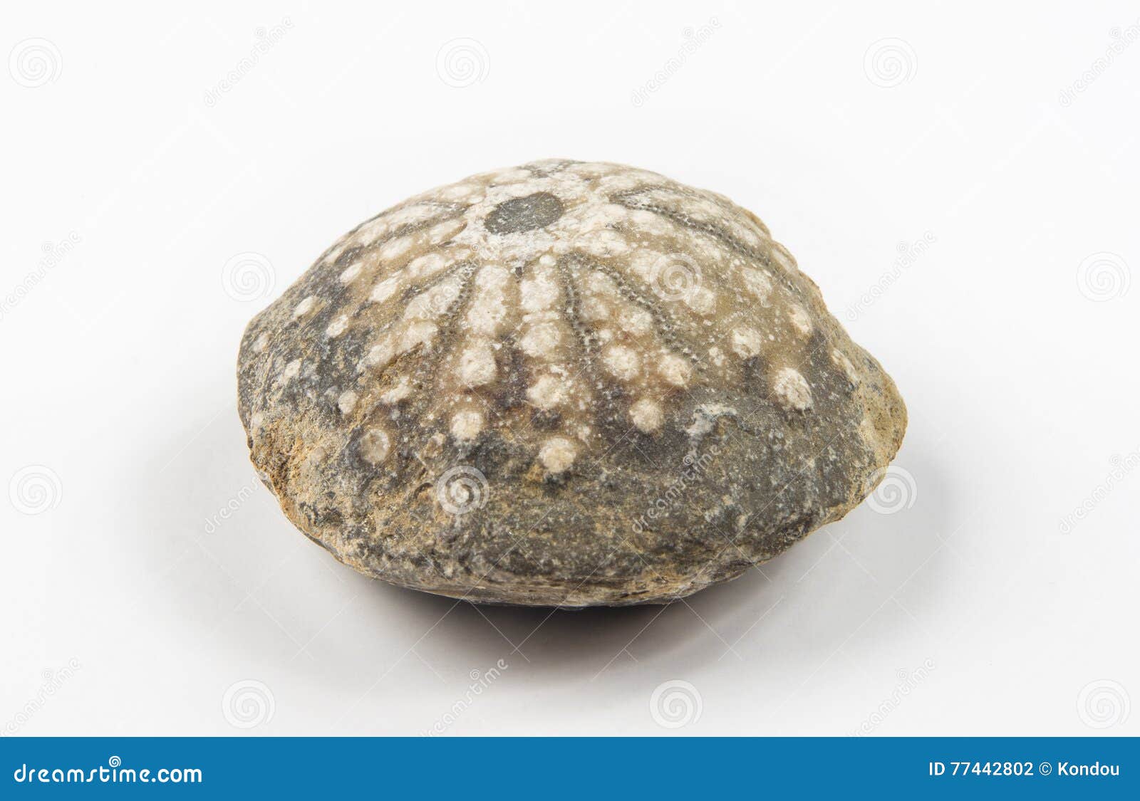 Shell Voorhistorisch Fossiel Stock Foto - Image of voorhistorisch ...