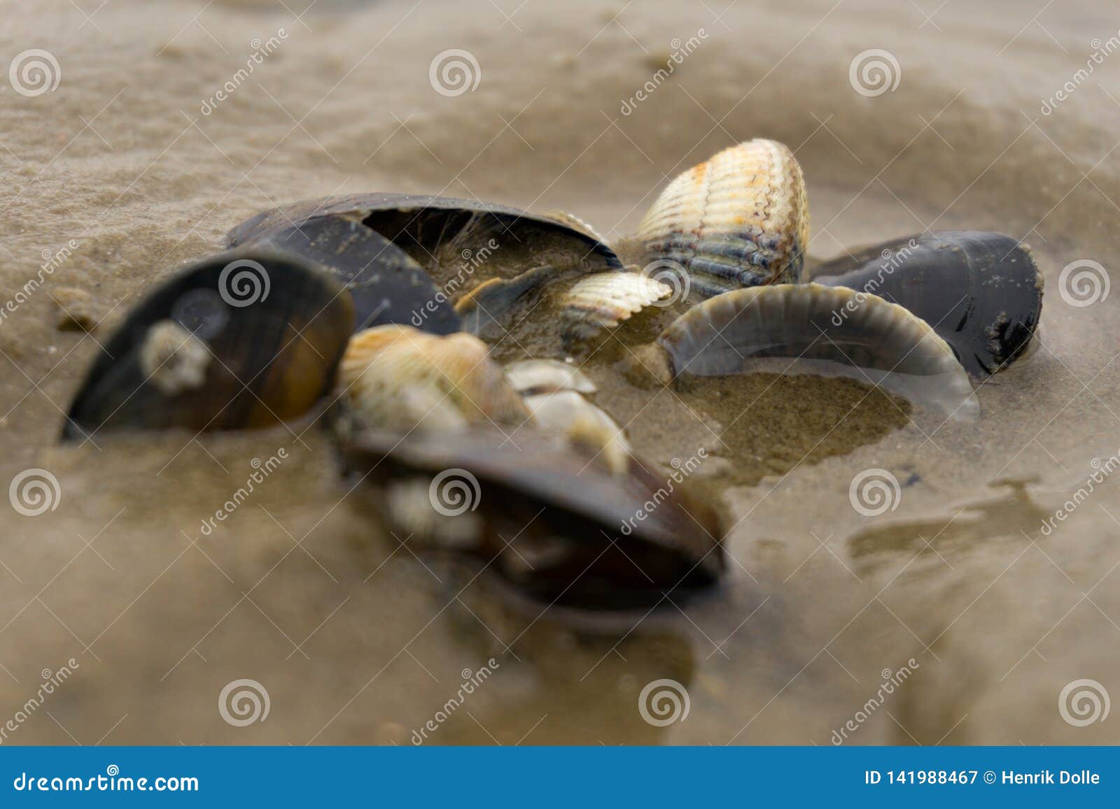 Shell, Wadden Sea, Low Tide Stock Image - Image of wadden, nature ...