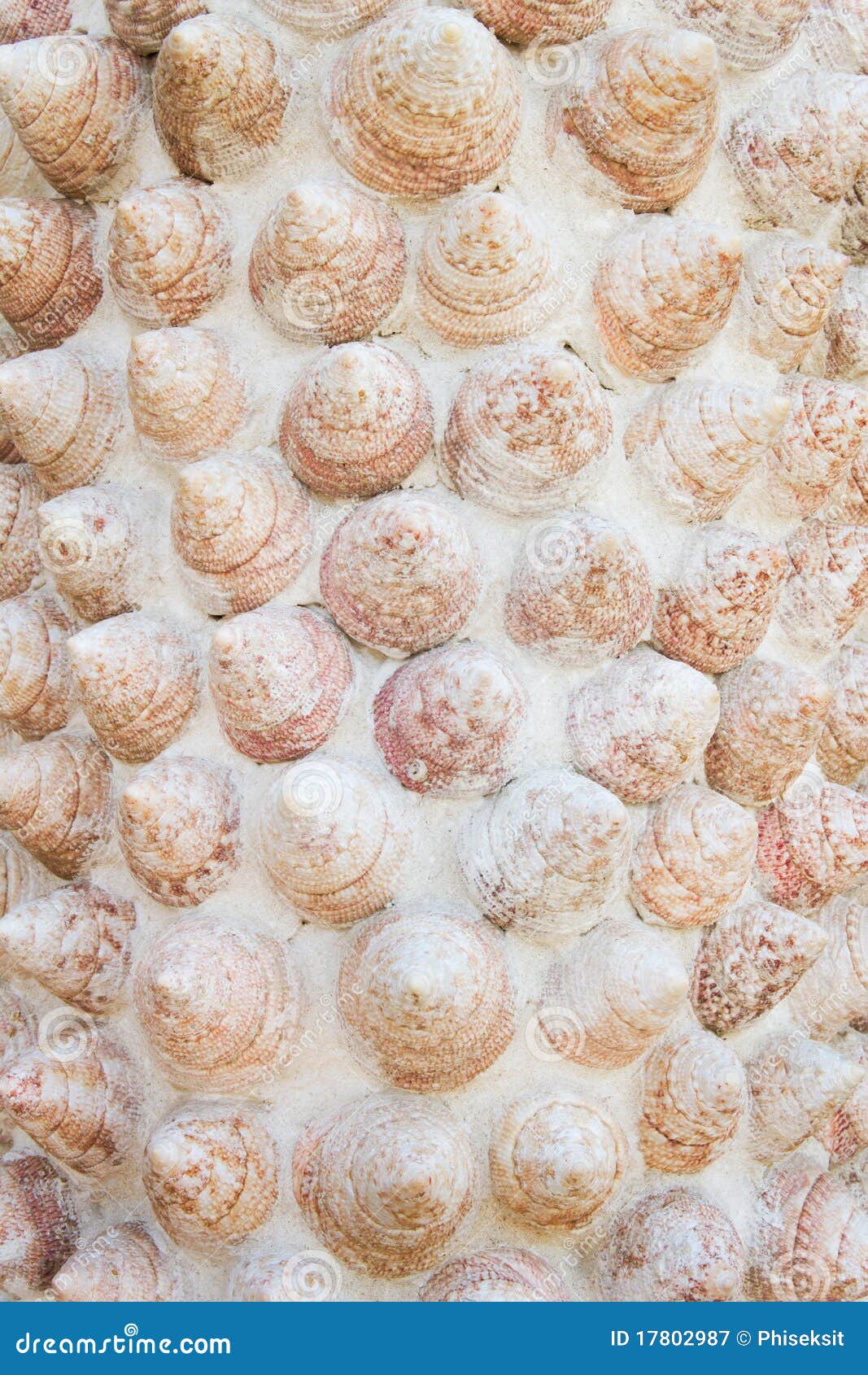 Shell wall stock image. Image of light, ancient, interior - 17802987