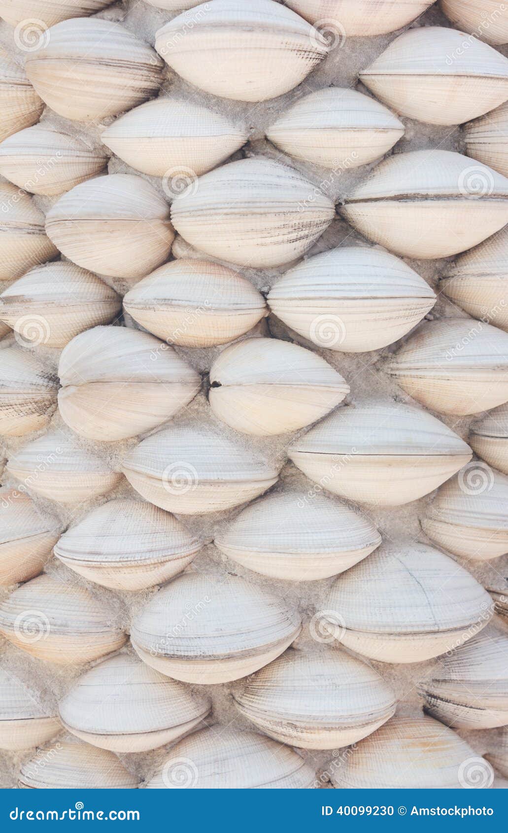 Shell wall background stock photo. Image of decorative - 40099230