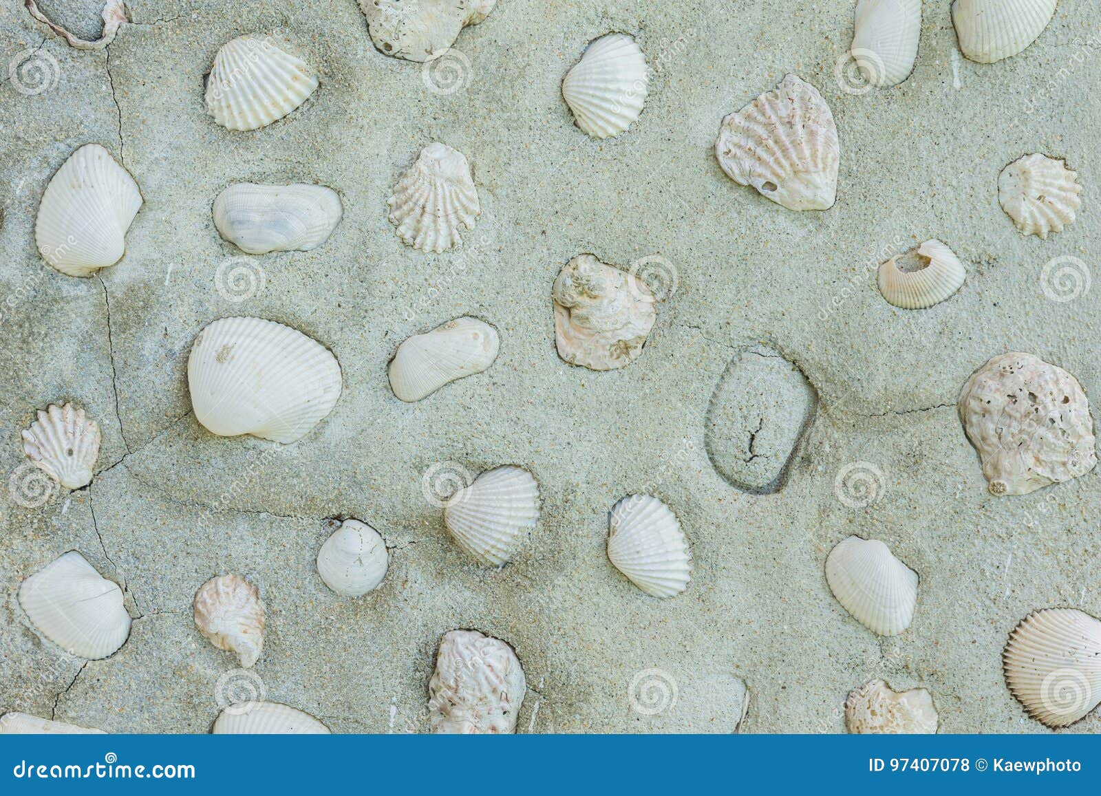 Shell Wall, Background Texture Stock Photo - Image of paper, sand: 97407078