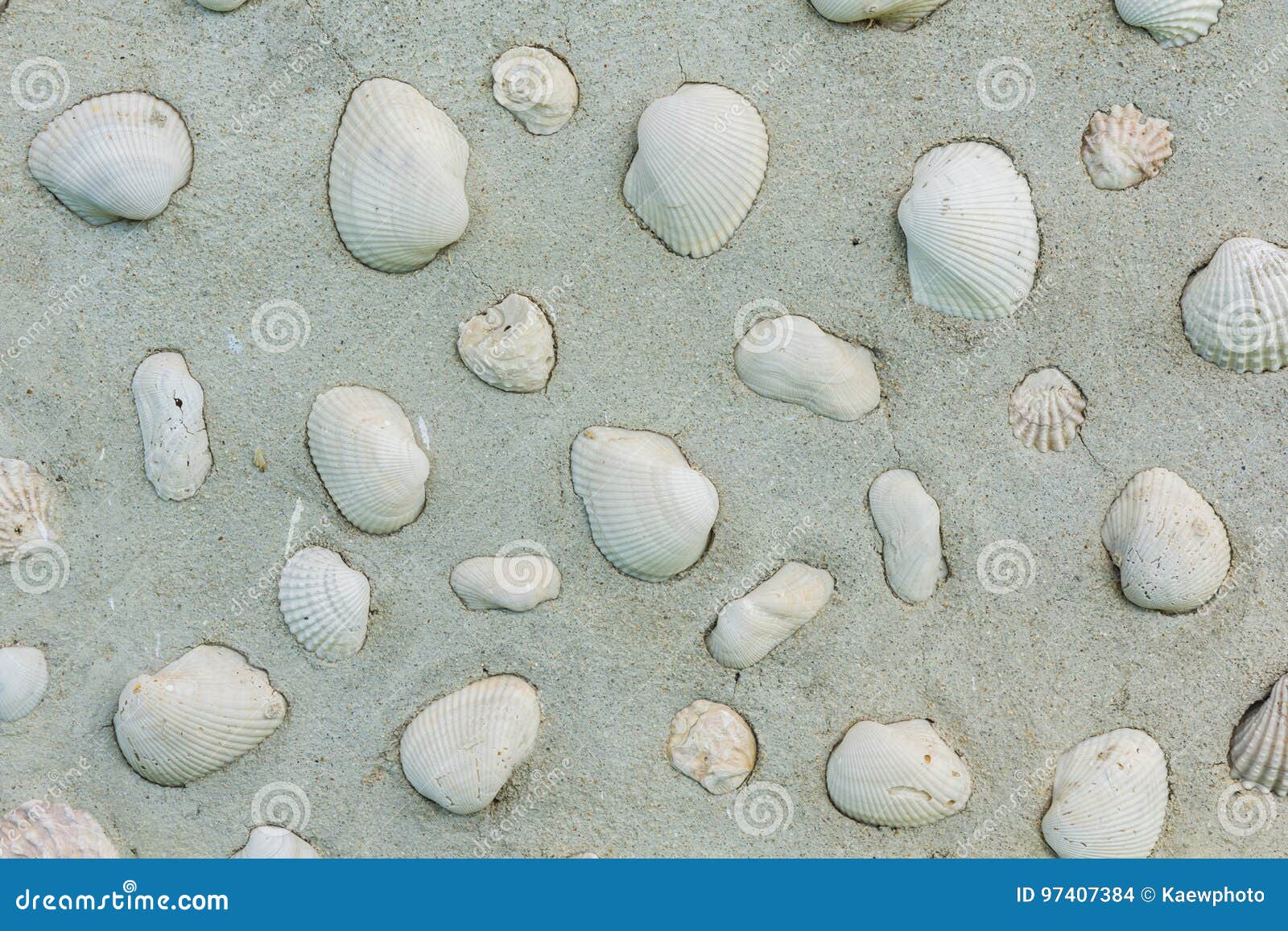 Shell Wall, Background Texture Stock Photo - Image of paper, border ...