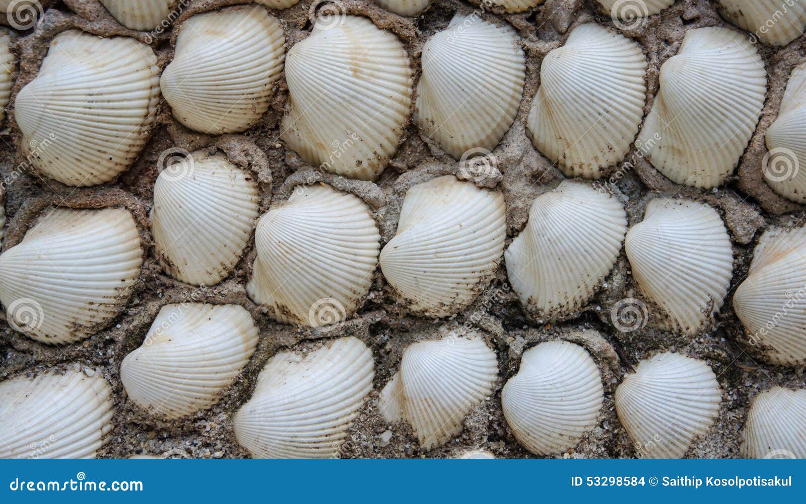 Shell Wall, Background Texture Stock Photo - Image of classic, beach ...