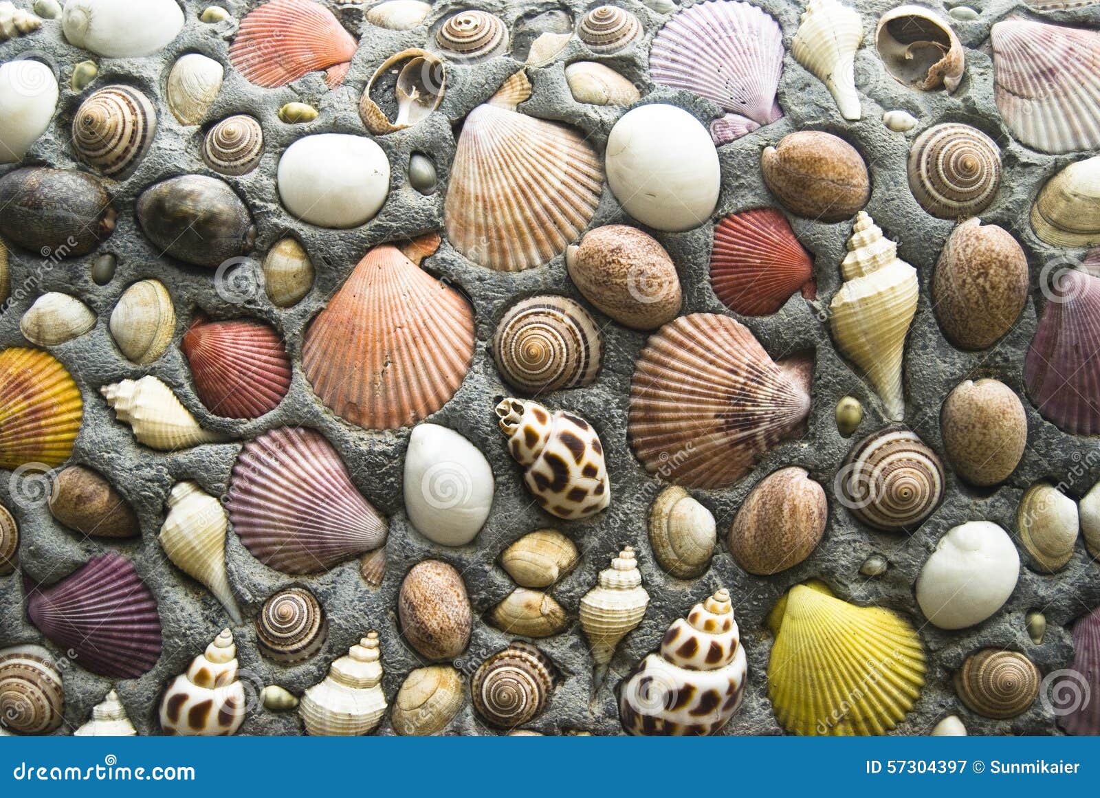 Shell wall stock image. Image of nature, scallop, marine - 57304397