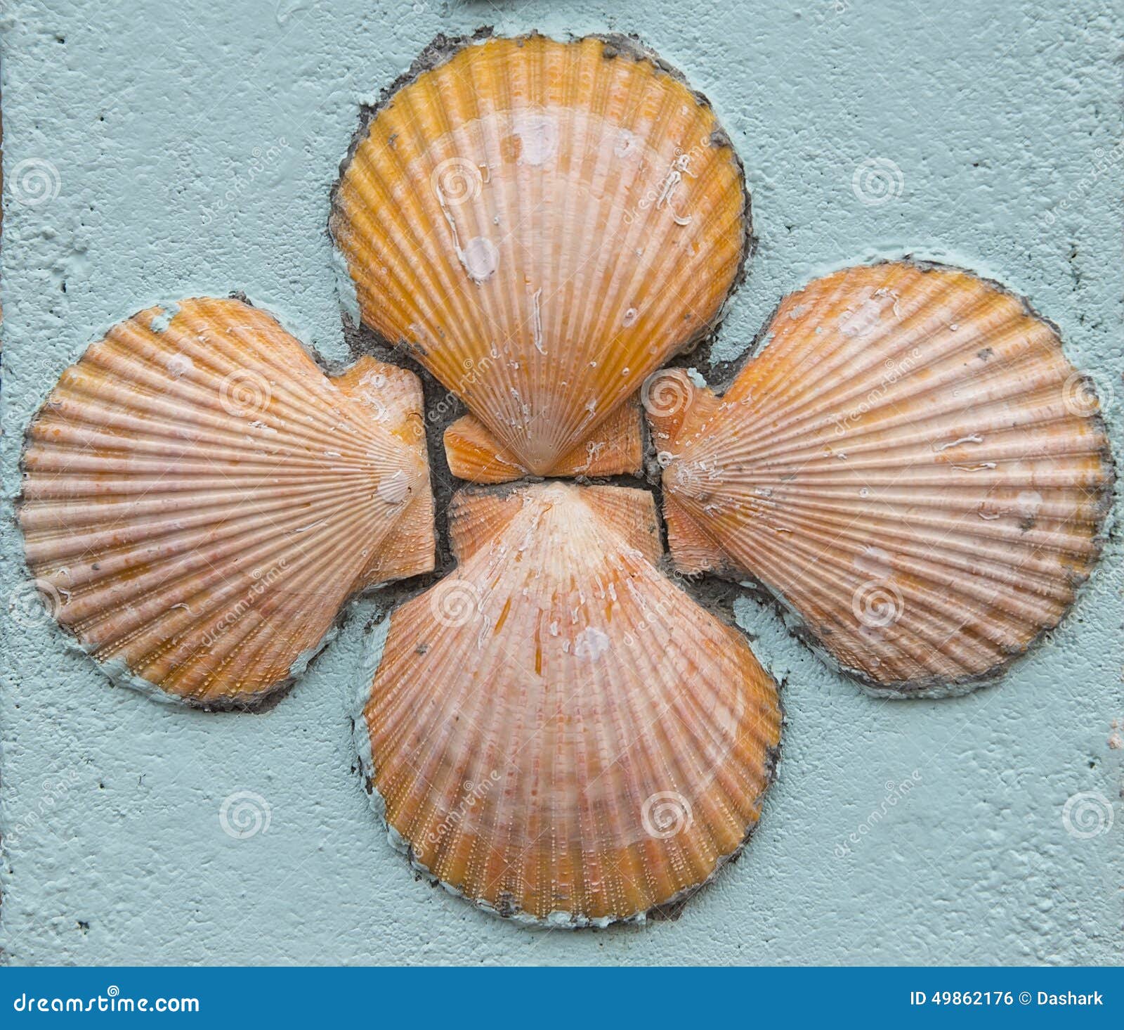 Shell wall stock photo. Image of background, design, beach - 49862176