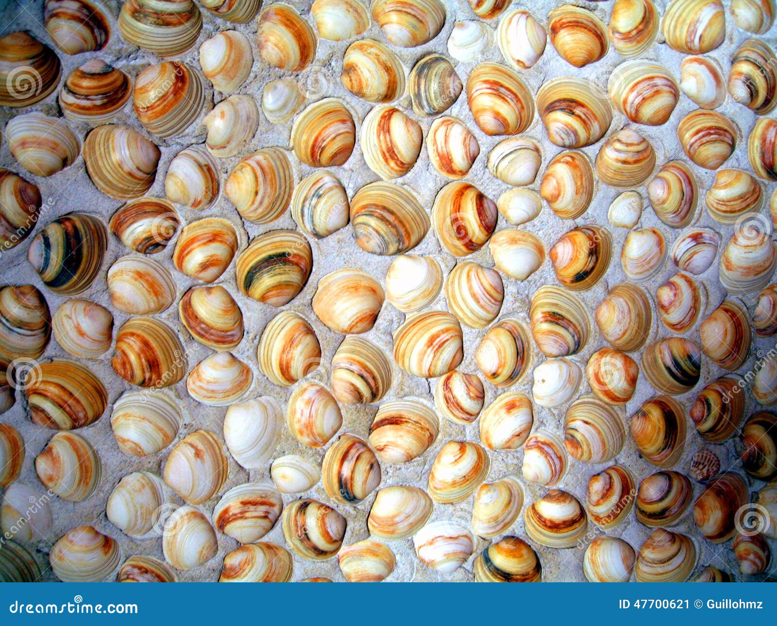 Shell wall stock image. Image of african, afircan, living - 47700621