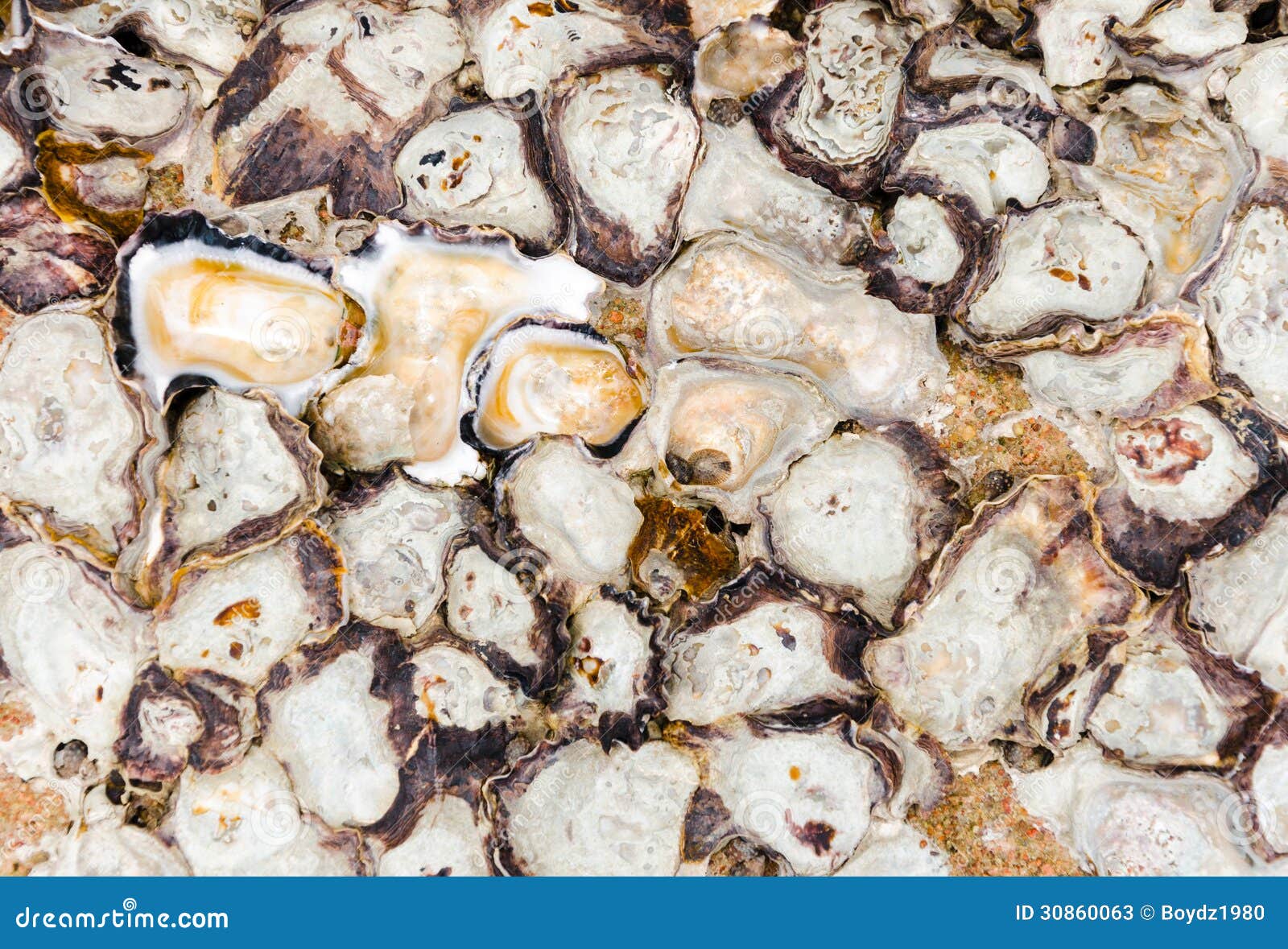 Shell wall stock image. Image of brown, smooth, natural - 30860063