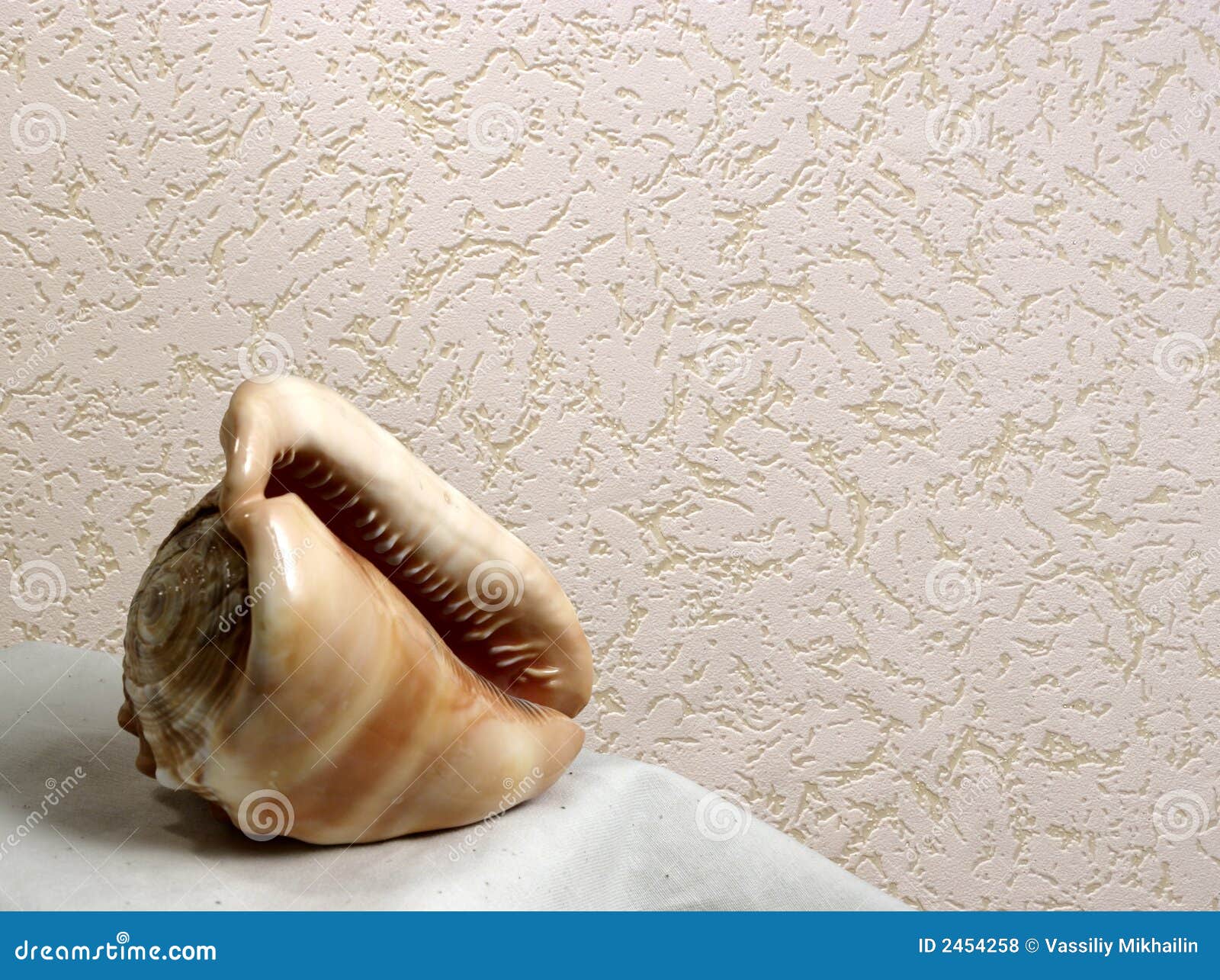 Shell and wallpaper stock photo. Image of texture, backdrop - 2454258