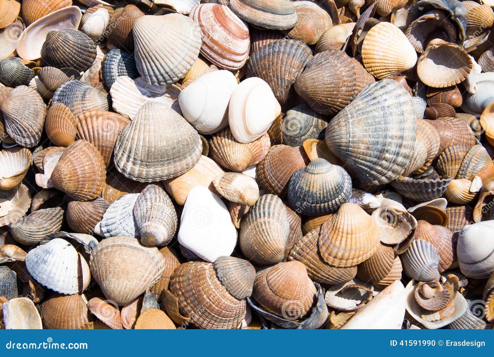 Shell stock photo. Image of sand, surface, oceanic, bivalve - 41591990