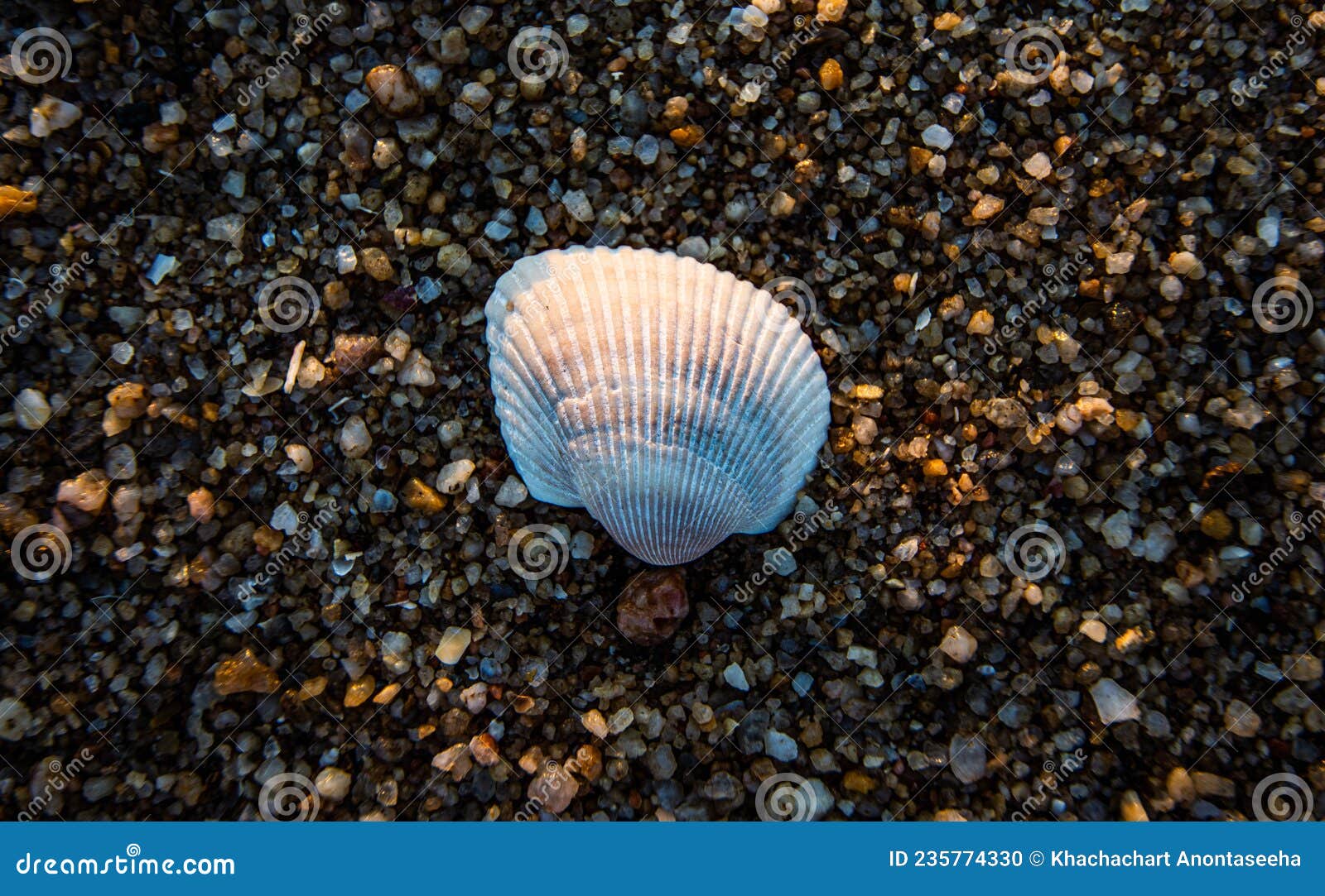 Shell are Washed by the Sea on the Beach Stock Photo - Image of nature ...