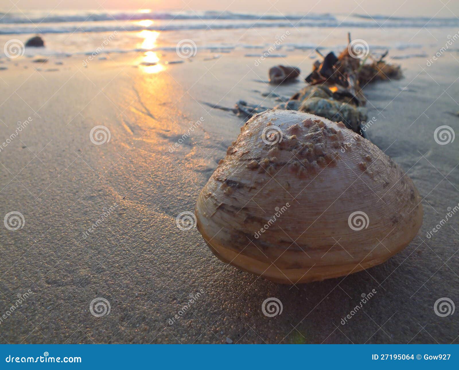 Shell Washed Up by the Wave Stock Photo - Image of barnacle, marine ...
