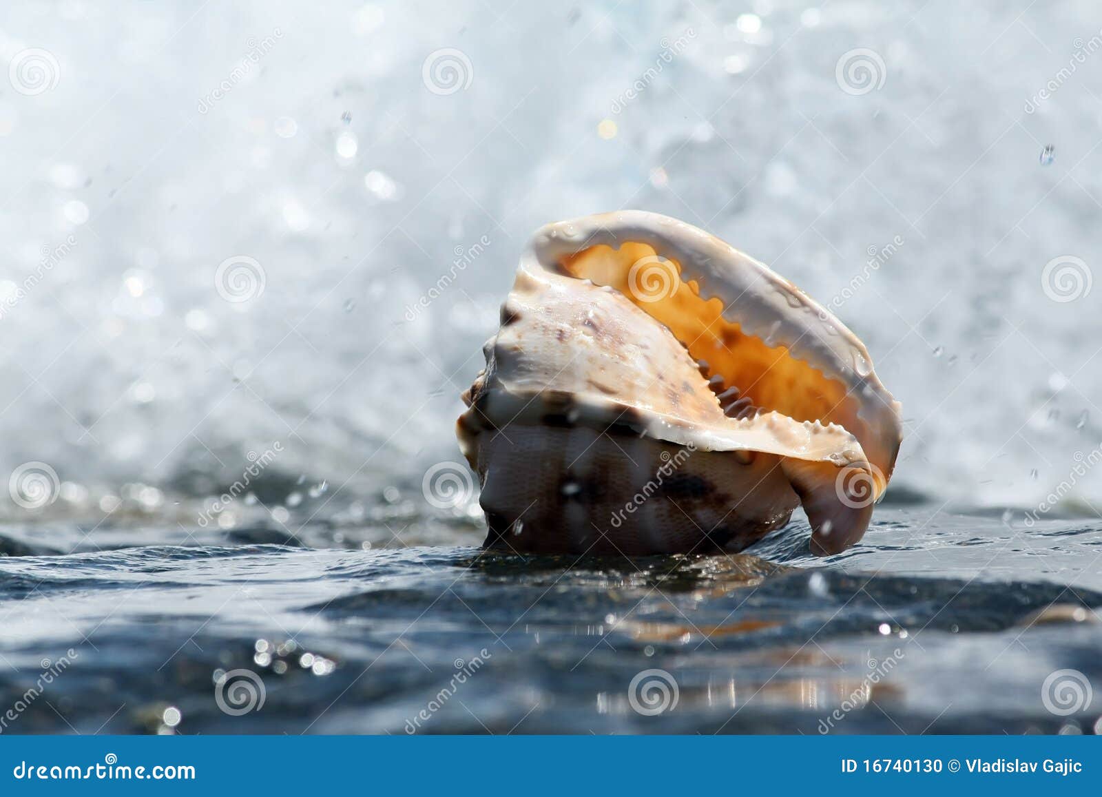 Shell in the water stock photo. Image of seashore, holiday - 16740130