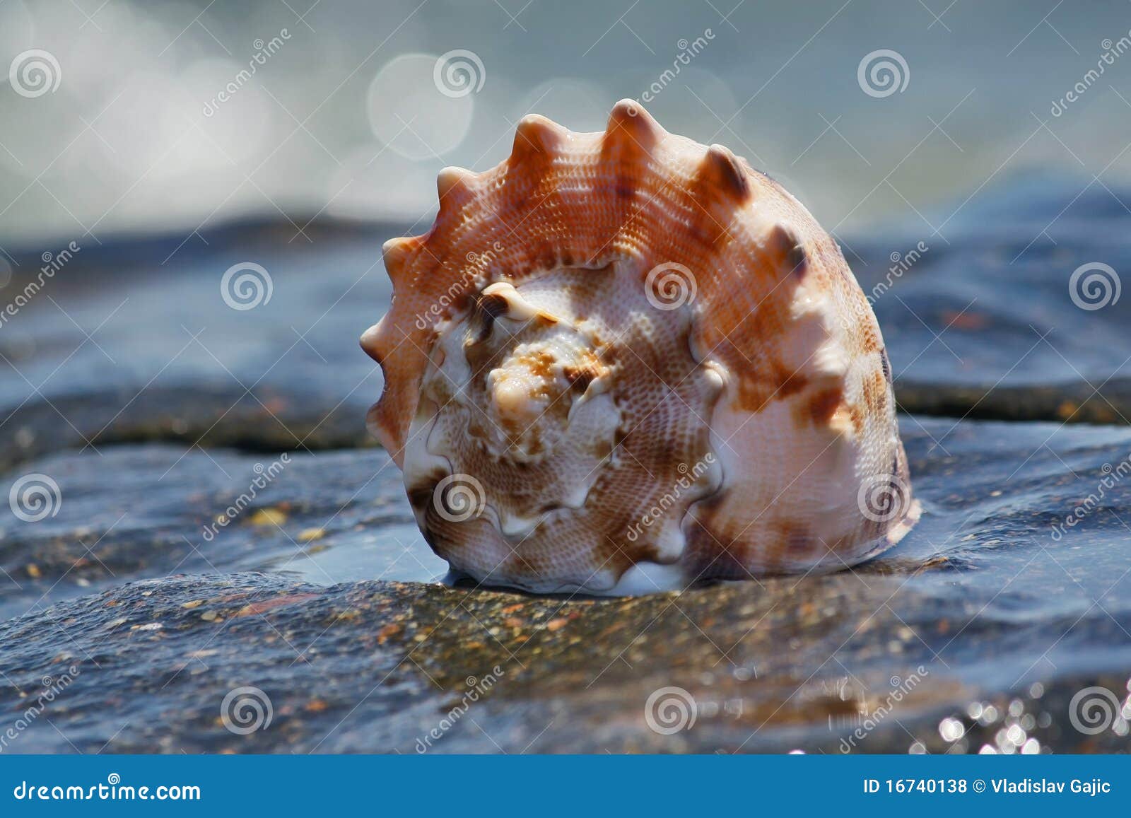 Shell in the water stock photo. Image of shore, blue - 16740138