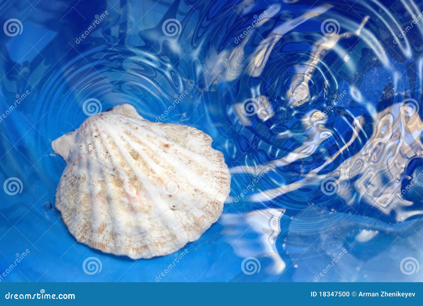Shell in the water stock photo. Image of caribbean, horizontal - 18347500
