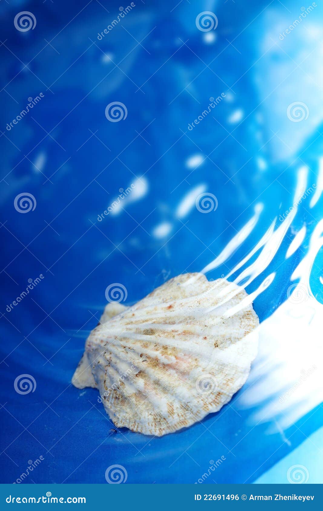 Shell in the water stock photo. Image of colorful, shell - 22691496