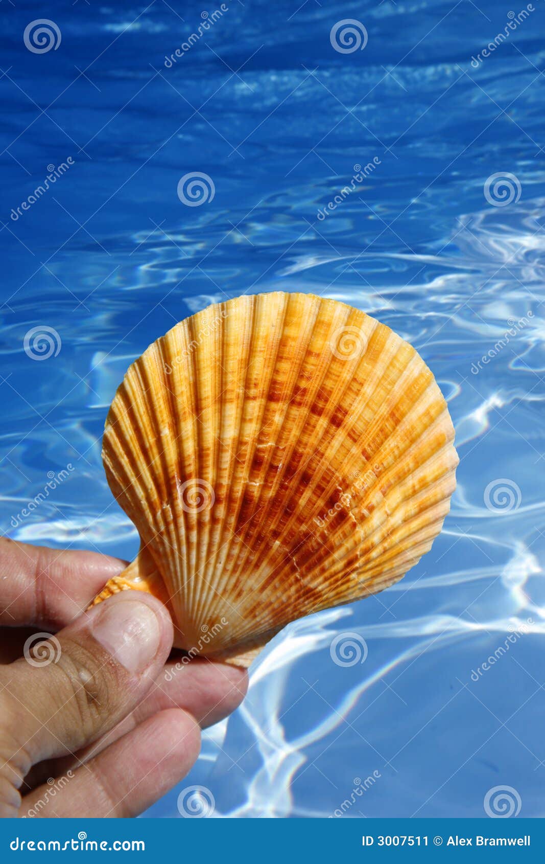 Shell and Water stock image. Image of conch, finger, pool - 3007511