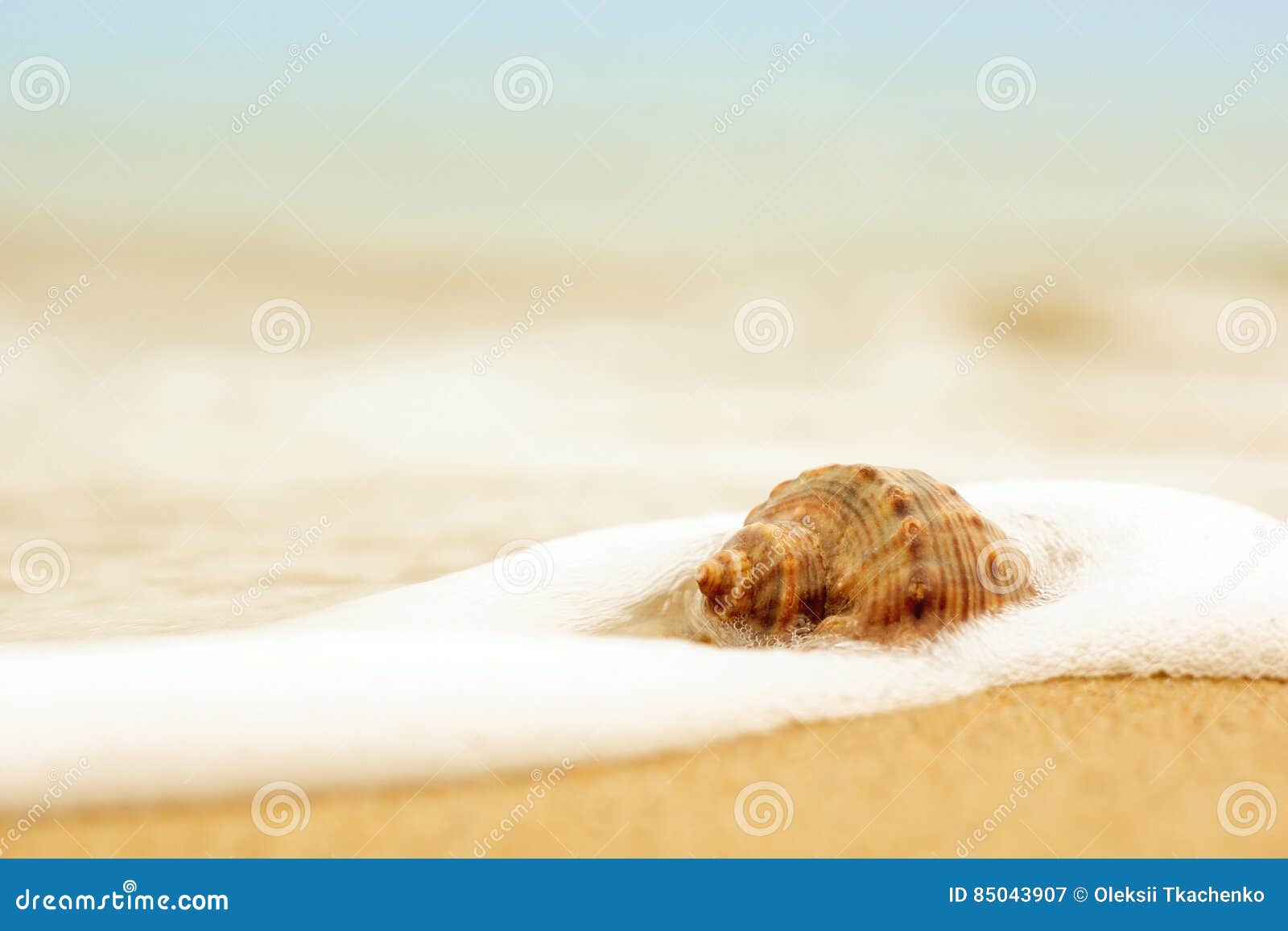Shell in the Water on the Beach Stock Image - Image of nature, sand ...