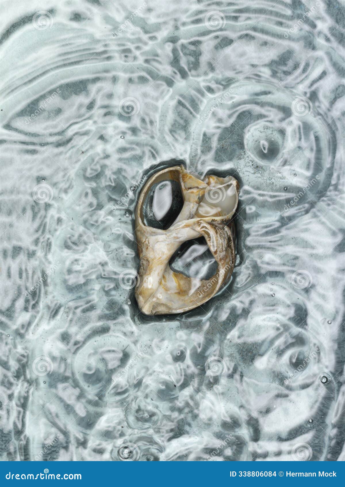 Shell in water stock photo. Image of animal, iron, photographed - 338806084