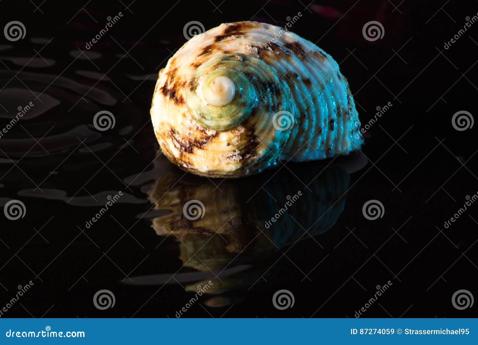 Shell stock image. Image of powder, cocconut, water, stone - 87274059