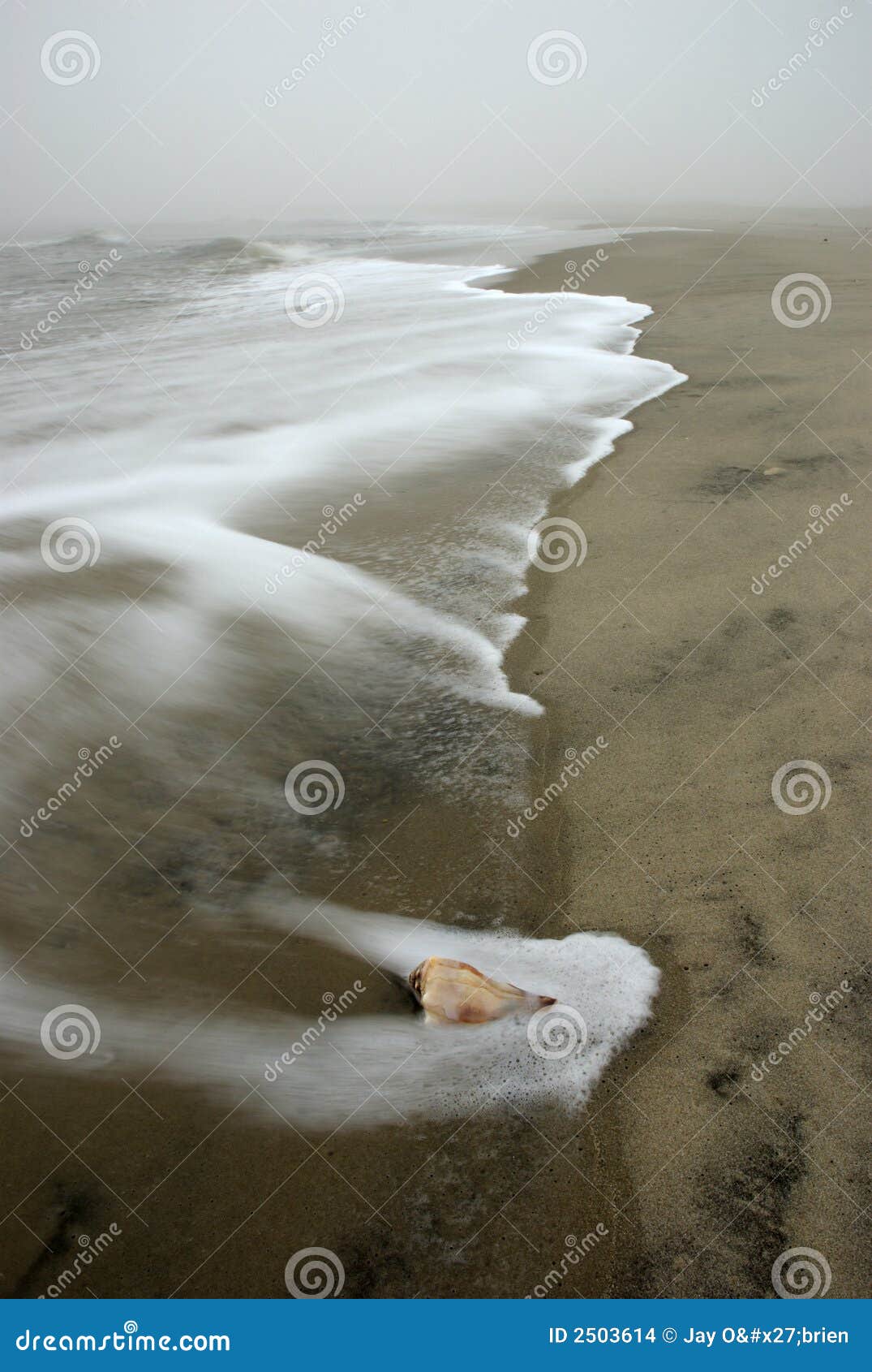 Shell and wave stock photo. Image of shell, beach, sand - 2503614