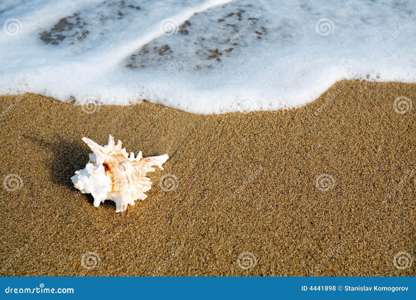 Shell & wave stock photo. Image of dainty, coastline - 4441898