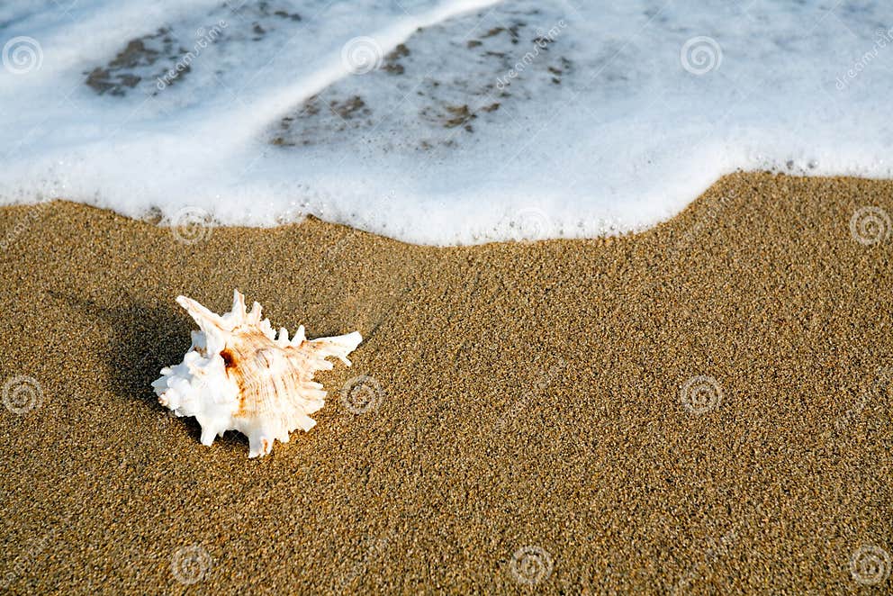 Shell & wave stock photo. Image of dainty, coastline - 4441898