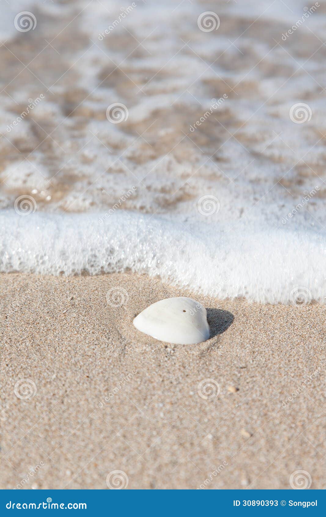 Shell with Wave stock image. Image of wave, surf, blurred - 30890393
