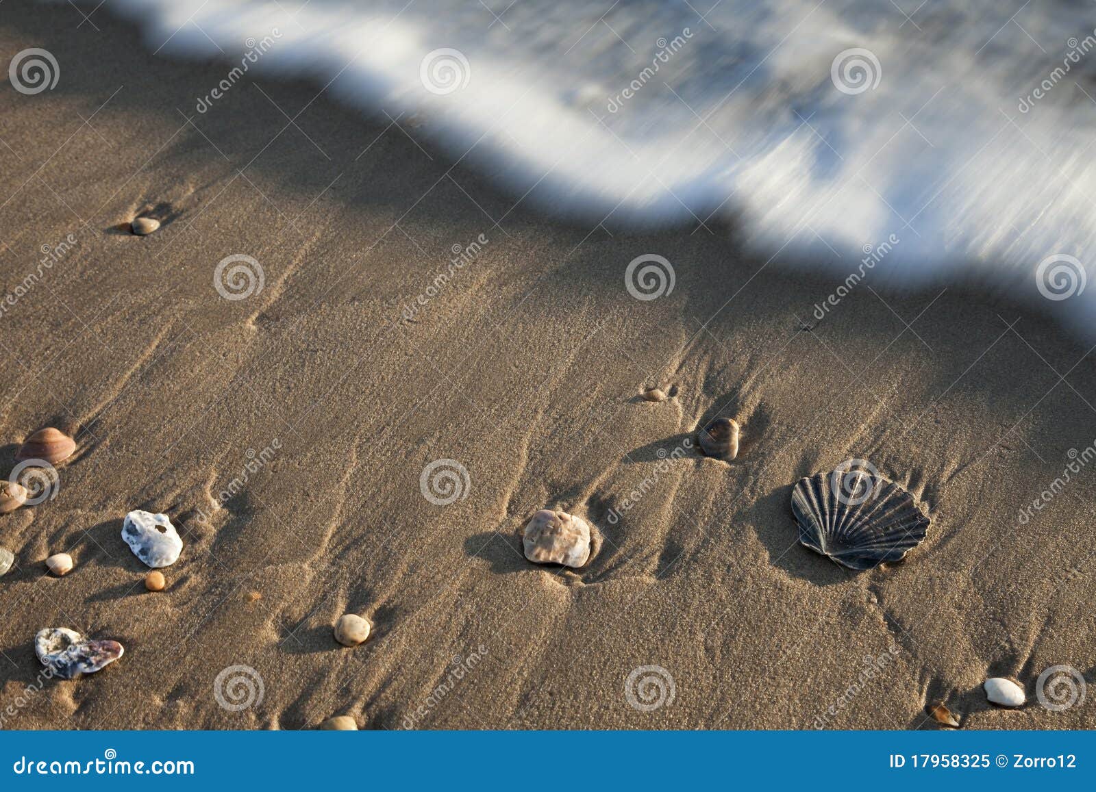 Shell between waves stock image. Image of seafood, surf - 17958325